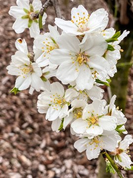 รูปภาพCereza – เลือกดูภาพถ่ายสต็อก เวกเตอร์ และวิดีโอ11,242 | Adobe Stock