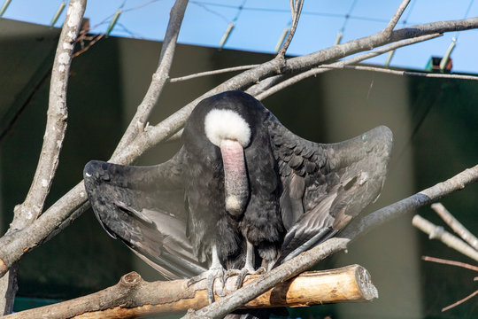 Obrazy ("Condor Des Andes") — zdjęcia, wektory i wideo bez tantiem (86 ...