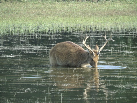 รูปภาพBarasingha – เลือกดูภาพถ่ายสต็อก เวกเตอร์ และวิดีโอ653 | Adobe Stock