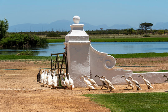 "Waddling Gait" Images – Browse 5,897 Stock Photos, Vectors, and Video ...