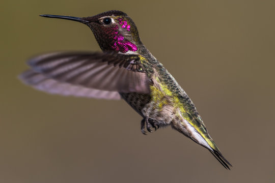 Hummingbird In Flight