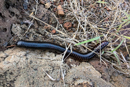 "Giant Millipede" Bilder – Durchsuchen 458 Archivfotos, Vektorgrafiken ...