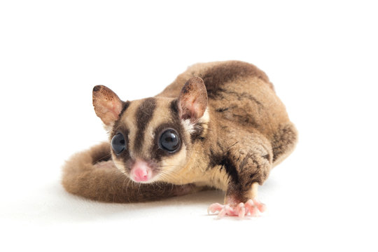 Pteromyini bilder – Bläddra bland 4,174 stockfoton, vektorer och videor ...