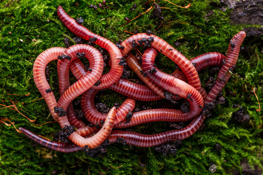 รูปภาพEarthworms – เลือกดูภาพถ่ายสต็อก เวกเตอร์ และวิดีโอ24,075 | Adobe ...