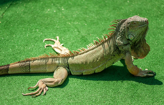 「Dewlap」の画像 - 3,176 件の Stock 写真、ベクターおよびビデオ | Adobe Stock