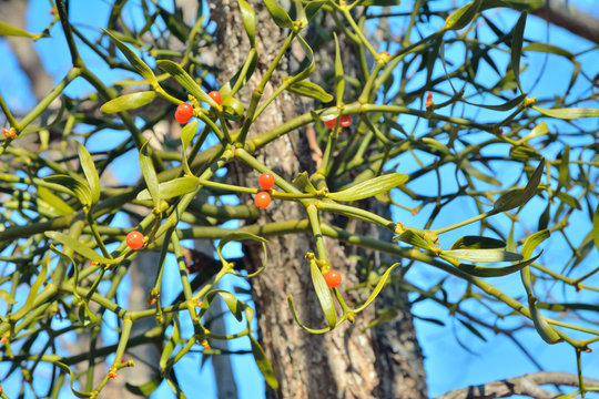 Viscum Imagens – Procure 4,993 fotos, vetores e vídeos | Adobe Stock