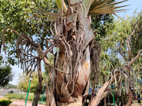 รูปภาพDate-Tree – เลือกดูภาพถ่ายสต็อก เวกเตอร์ และวิดีโอ262 | Adobe Stock