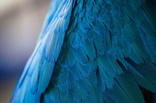 Pluma Bilder – Durchsuchen 7,287 Archivfotos, Vektorgrafiken und Videos ...