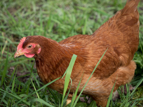 รูปภาพPoulette – เลือกดูภาพถ่ายสต็อก เวกเตอร์ และวิดีโอ281 | Adobe Stock