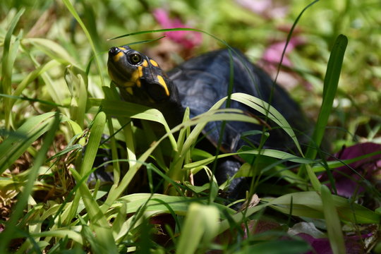 Charapa Images – Browse 66 Stock Photos, Vectors, and Video | Adobe Stock