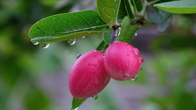 "Bengal Currant" Images – Browse 286 Stock Photos, Vectors, and Video ...