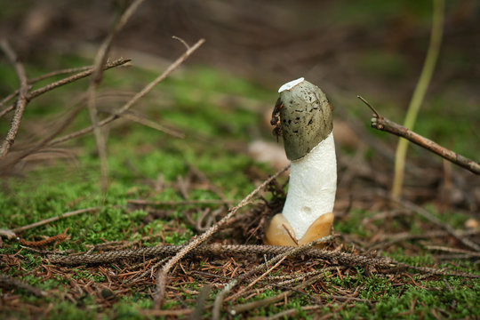 Imágenes de Falica: descubre bancos de fotos, ilustraciones, vectores y ...