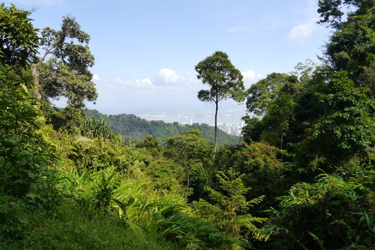 รูปภาพTropenwald – เลือกดูภาพถ่ายสต็อก เวกเตอร์ และวิดีโอ1,105 | Adobe ...