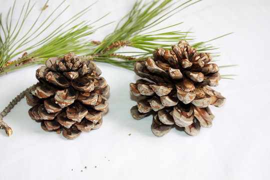 รูปภาพPinea – เลือกดูภาพถ่ายสต็อก เวกเตอร์ และวิดีโอ1,970 | Adobe Stock