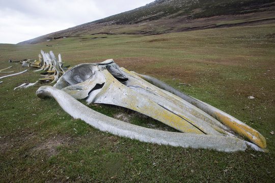 "Whale Bones" Images – Browse 304 Stock Photos, Vectors, and Video ...