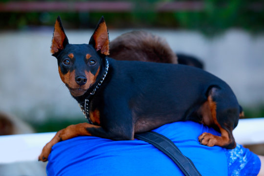 รูปภาพPincher – เลือกดูภาพถ่ายสต็อก เวกเตอร์ และวิดีโอ297,087 | Adobe Stock