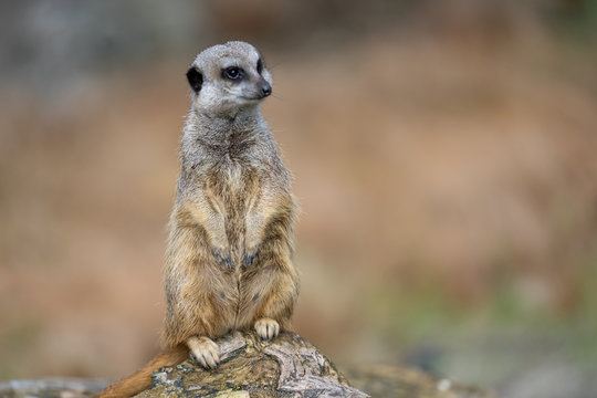 รูปภาพSurikata – เลือกดูภาพถ่ายสต็อก เวกเตอร์ และวิดีโอ514 | Adobe Stock