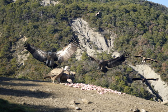 Necrophilia Images – Browse 352 Stock Photos, Vectors, and Video ...