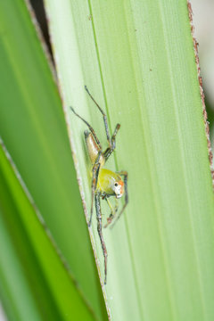 Epeus Bilder – Durchsuchen 35 Archivfotos, Vektorgrafiken und Videos ...