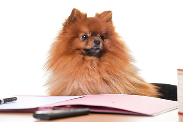 "pomeranian Dog" photos, royalty-free images, graphics, vectors ...