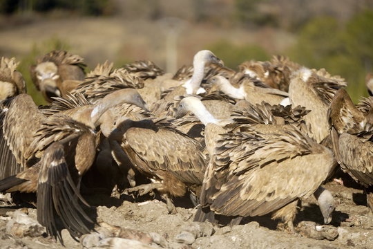 Necrophilia Images – Browse 352 Stock Photos, Vectors, and Video ...