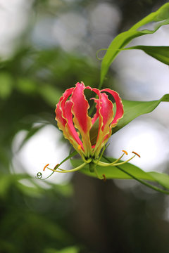 Delicadeza Images – Parcourir 1,640 le catalogue de photos, vecteurs et ...