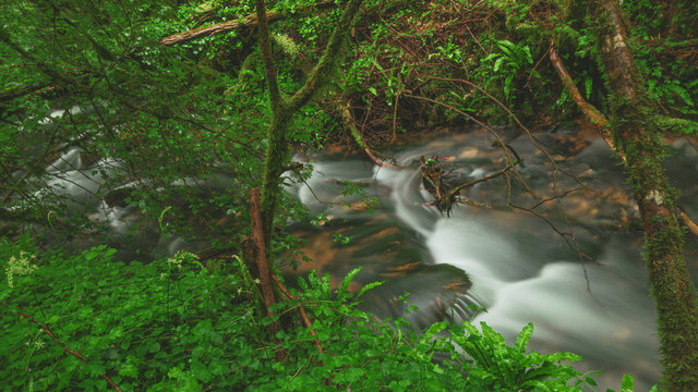 Underbrush Images – Parcourir 56,431 le catalogue de photos, vecteurs ...