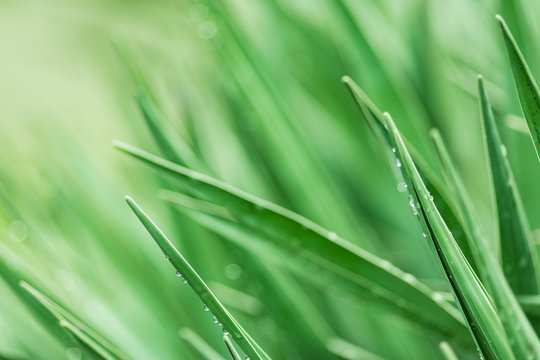 Grash Images – Browse 35 Stock Photos, Vectors, and Video | Adobe Stock