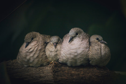 Pichones Images – Browse 92 Stock Photos, Vectors, and Video | Adobe Stock