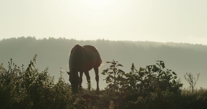 Hobble Images – Browse 15,231 Stock Photos, Vectors, and Video | Adobe ...