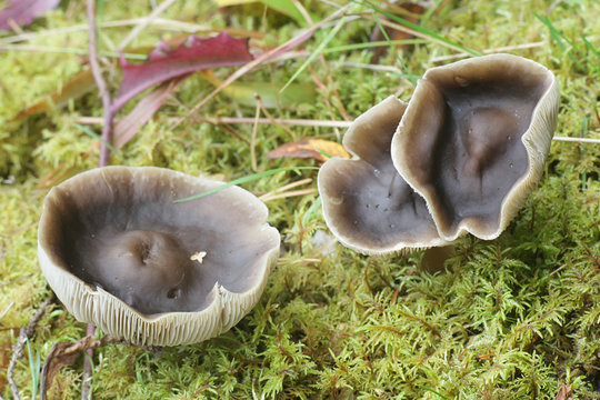 "Butter Cap" Images – Browse 16 Stock Photos, Vectors, and Video ...