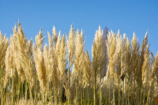 รูปภาพPampus – เลือกดูภาพถ่ายสต็อก เวกเตอร์ และวิดีโอ167 | Adobe Stock