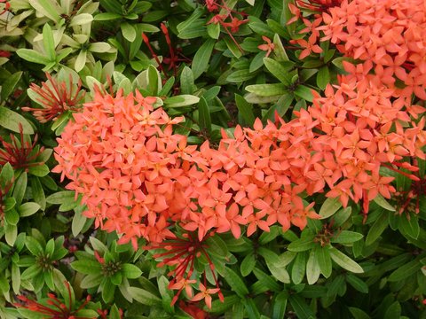 Santan 이미지 – 찾아보기 549 스톡 사진, 벡터 및 비디오 | Adobe Stock