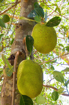 รูปภาพJacquier – เลือกดูภาพถ่ายสต็อก เวกเตอร์ และวิดีโอ137 | Adobe Stock
