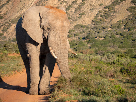 รูปภาพBushveld – เลือกดูภาพถ่ายสต็อก เวกเตอร์ และวิดีโอ12,634 | Adobe Stock