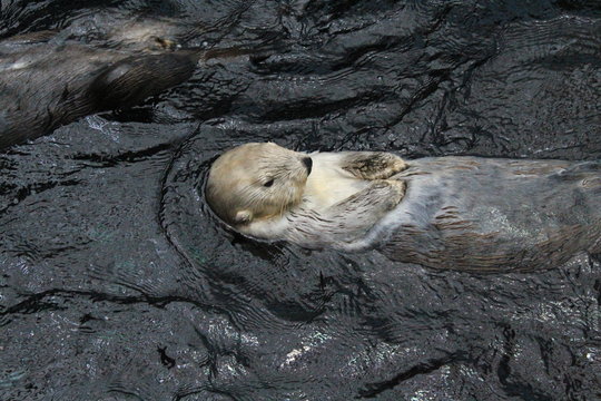 Fonder 이미지 – 찾아보기 4,083 스톡 사진, 벡터 및 비디오 | Adobe Stock