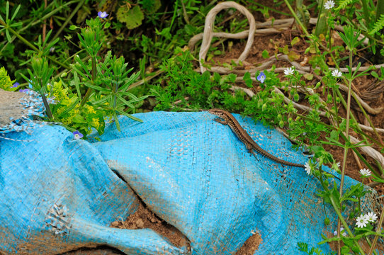 รูปภาพ"Platik – เลือกดูภาพถ่ายสต็อก เวกเตอร์ และวิดีโอ178 | Adobe Stock