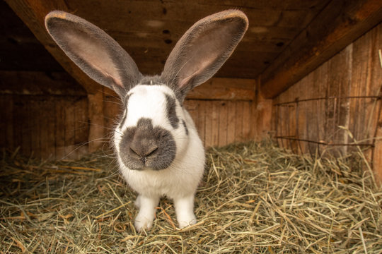 「Stallhase」の画像 - 238 件の Stock 写真、ベクターおよびビデオ | Adobe Stock