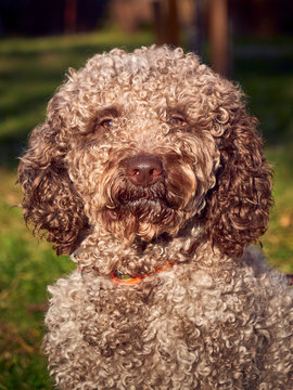Afbeeldingen over "Italian Water Dog" – Blader in stockfoto's, vectoren ...