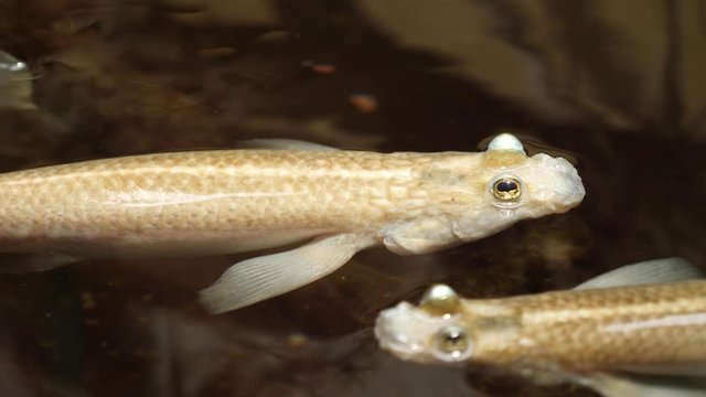 Four Eyed Fish Facts