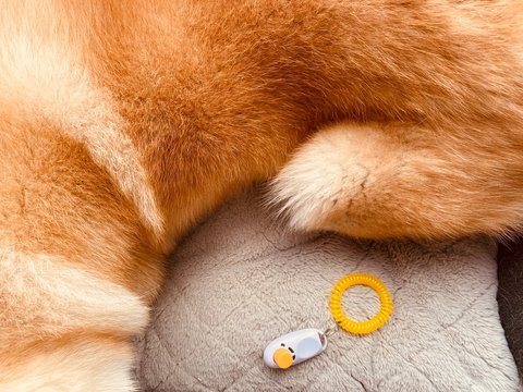 Clickers Images – Browse 3,278 Stock Photos, Vectors, and Video | Adobe ...