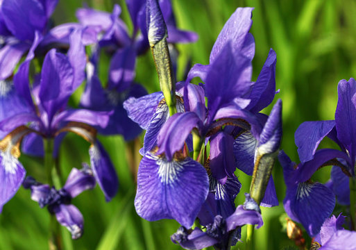 Lilane-Bilder: Stock-Fotos & -Videos. | Adobe Stock