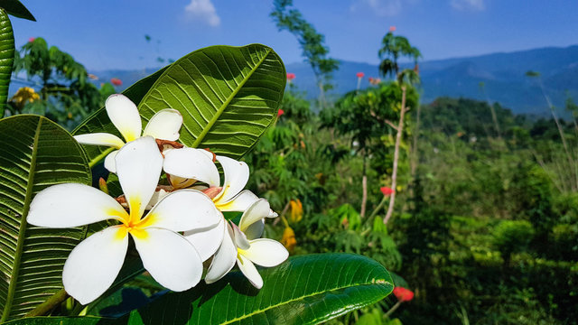 Araliya Images – Browse 180 Stock Photos, Vectors, and Video | Adobe Stock