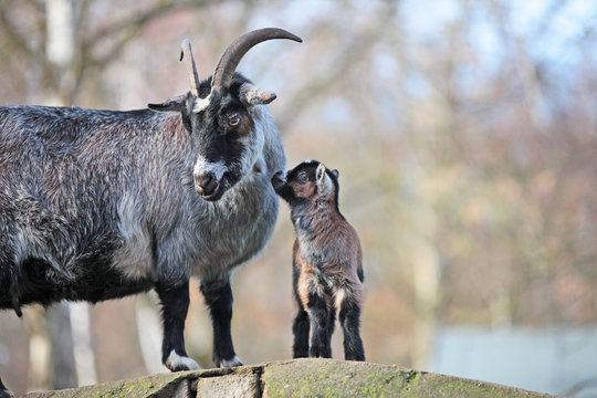Zicke 이미지 – 찾아보기 1,226 스톡 사진, 벡터 및 비디오 | Adobe Stock