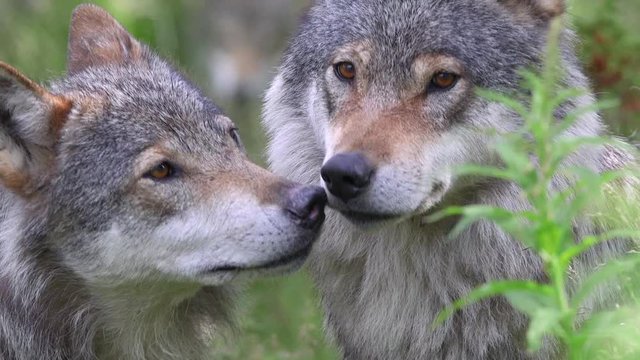 Wolves Video Footage – Browse 14,581 HD Stock Video and Footage | Adobe ...