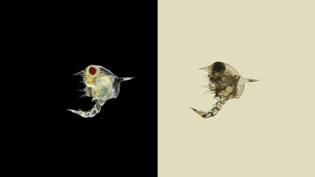 รูปภาพPleocyemata – เลือกดูภาพถ่ายสต็อก เวกเตอร์ และวิดีโอ157 | Adobe Stock