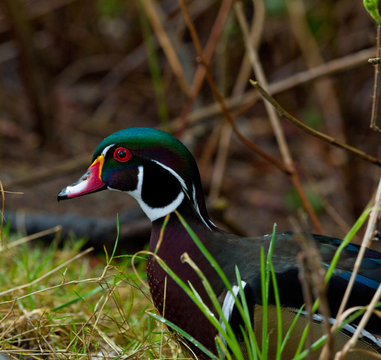 Imagens de Quack – Explore Fotografias do Stock, Vetores e Vídeos de ...