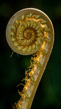 Filicales Bilder – Durchsuchen 1,759 Archivfotos, Vektorgrafiken und ...