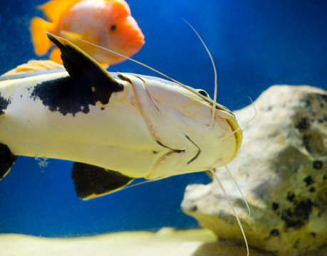 รูปภาพPirarara – เลือกดูภาพถ่ายสต็อก เวกเตอร์ และวิดีโอ429 | Adobe Stock