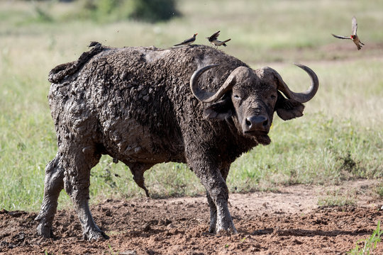 「Tickbird」の画像 - 3,085 件の Stock 写真、ベクターおよびビデオ | Adobe Stock